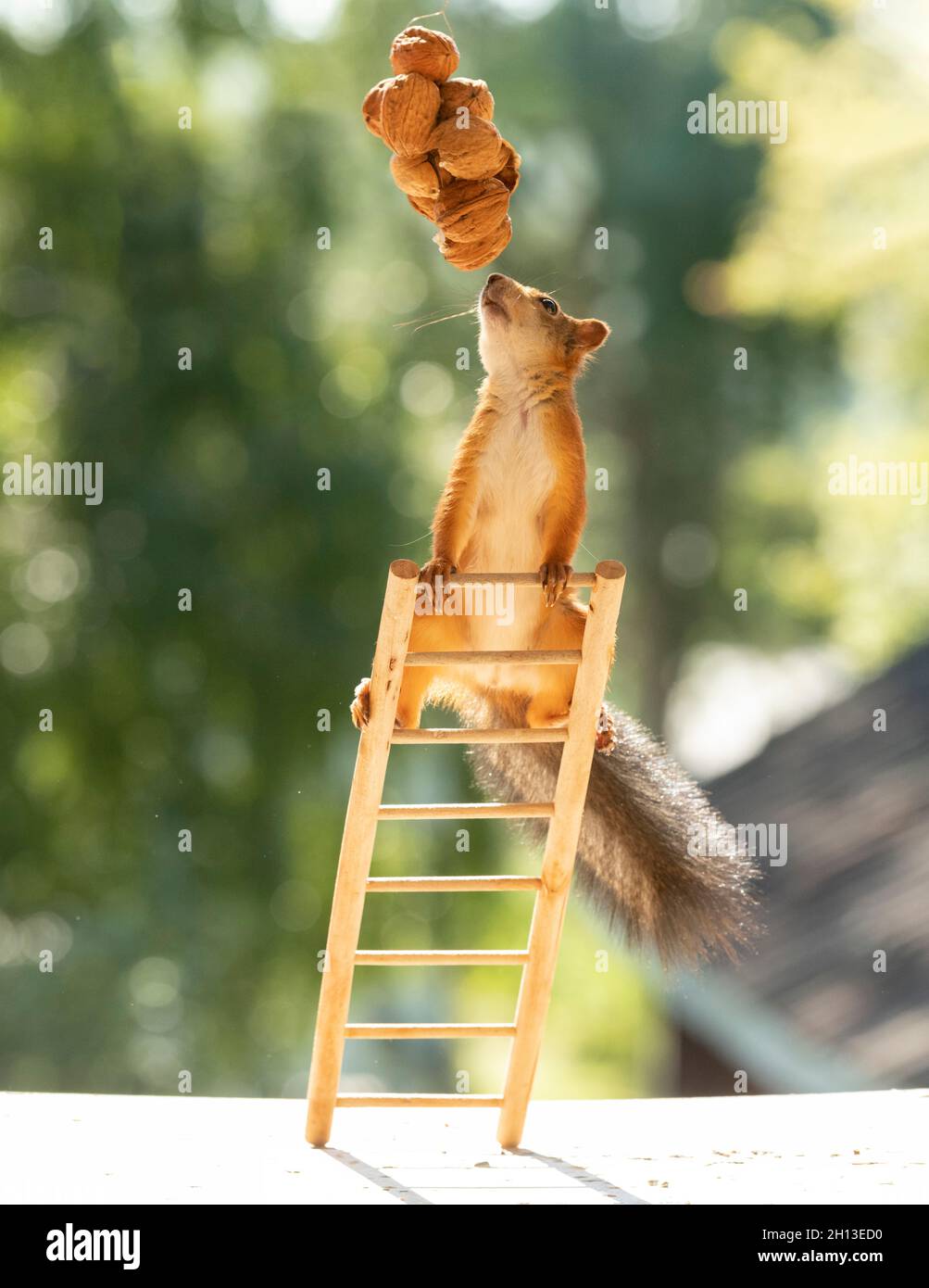 red squirrel is standing on a ladder looking at nuts Stock Photo - Alamy
