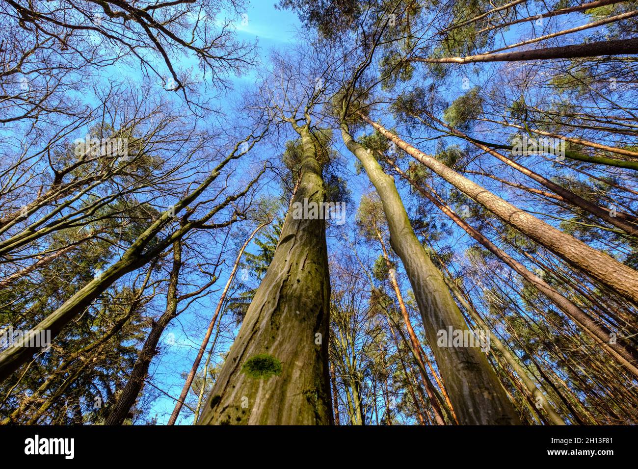 Low angle of a beautiful tall trees in the forest under the great view ...