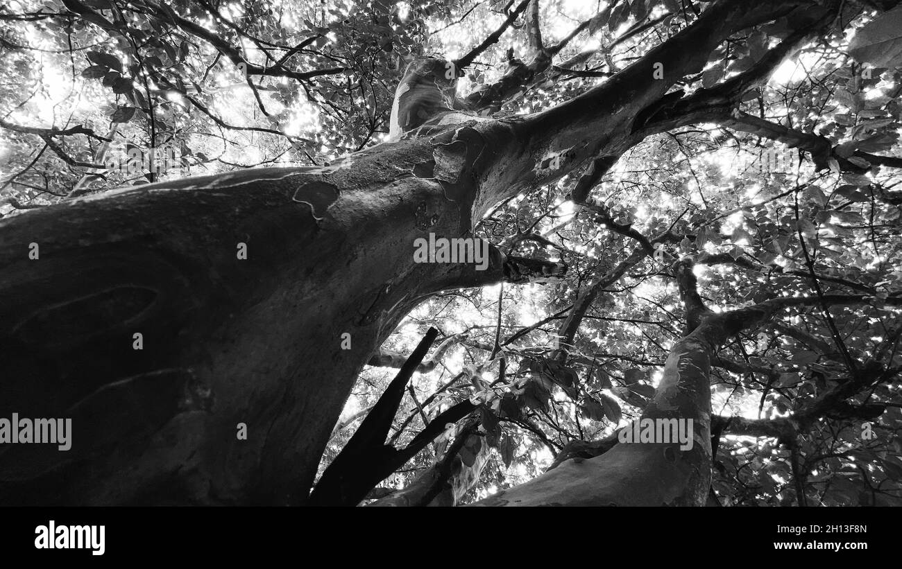 Gray scale low angle of a big trees in a beautiful forest in the day ...