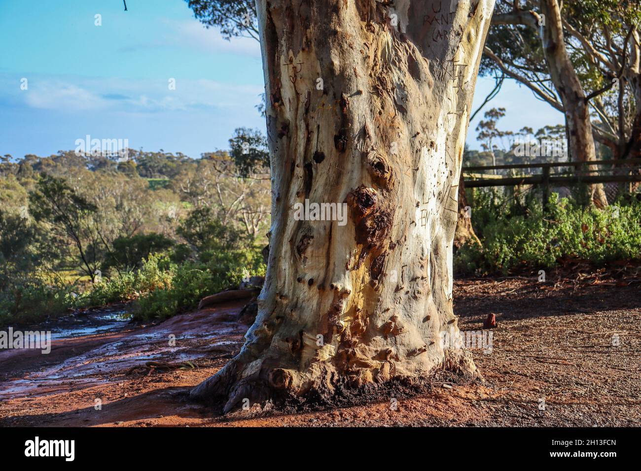 Huge tree trunk on wet ground in the forest under sunlight Stock Photo ...