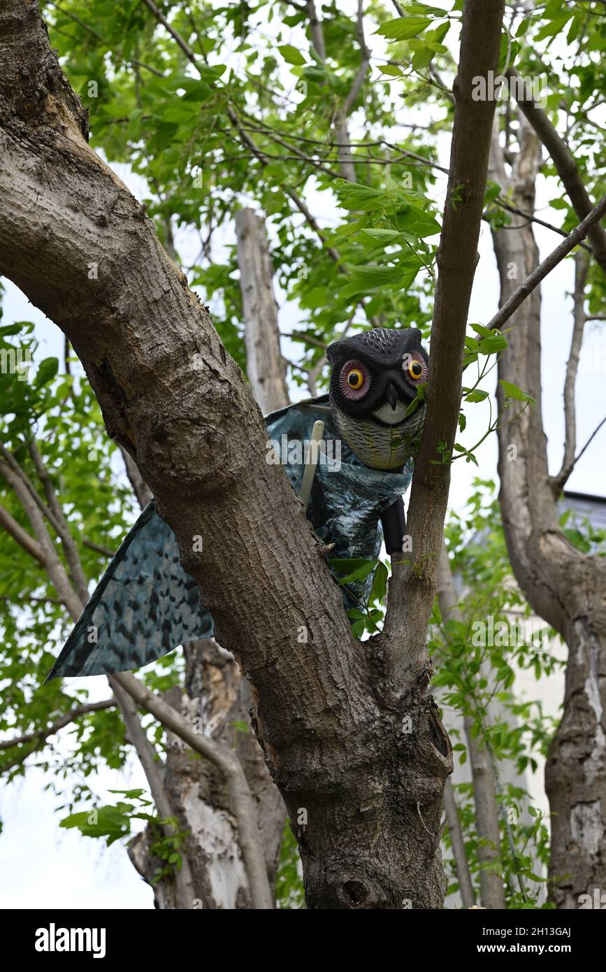 Plastic owl hi-res stock photography and images - Alamy