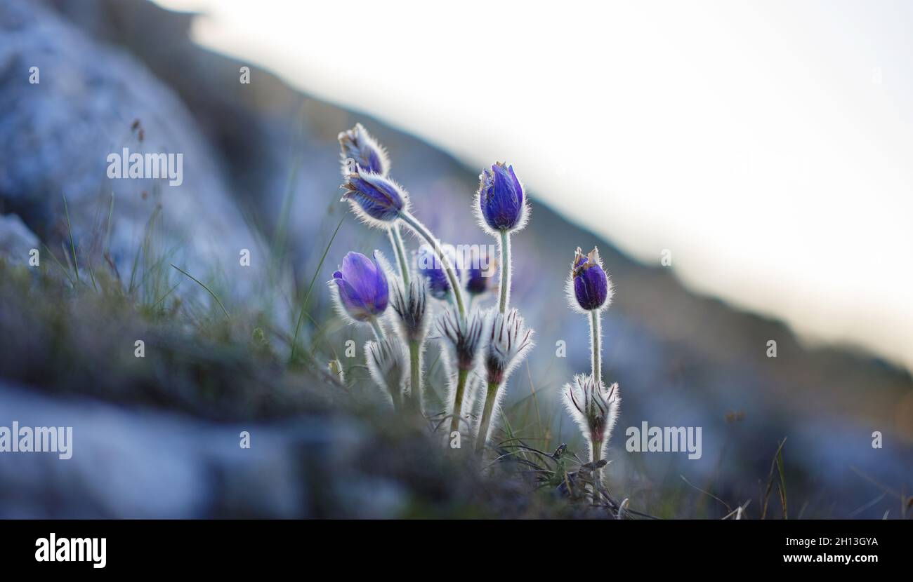 Purple wild crocus flavus flower or pulsatilla (pasque flower) growing ...