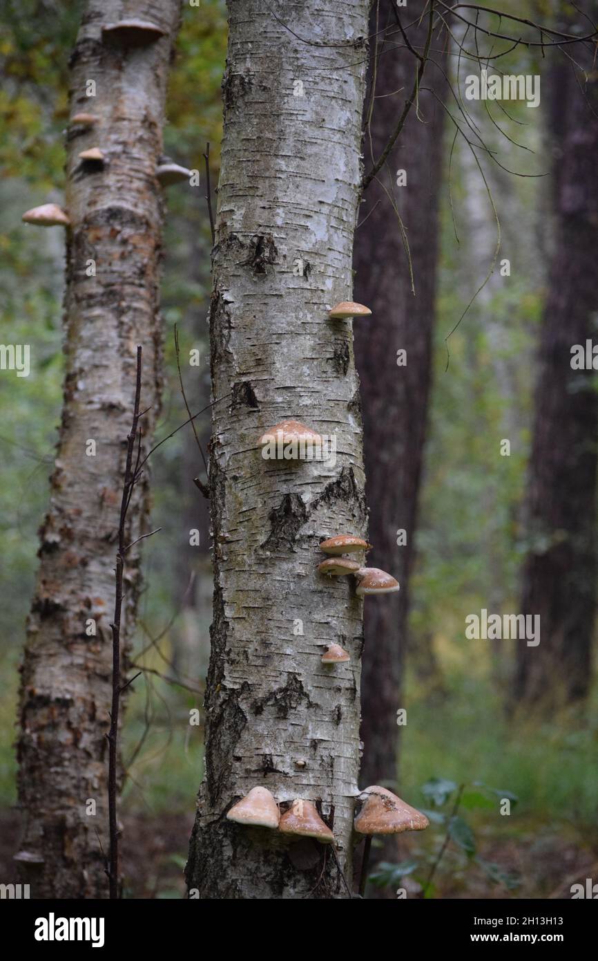 Birch trees that are unusually infested with Fungi Stock Photo - Alamy