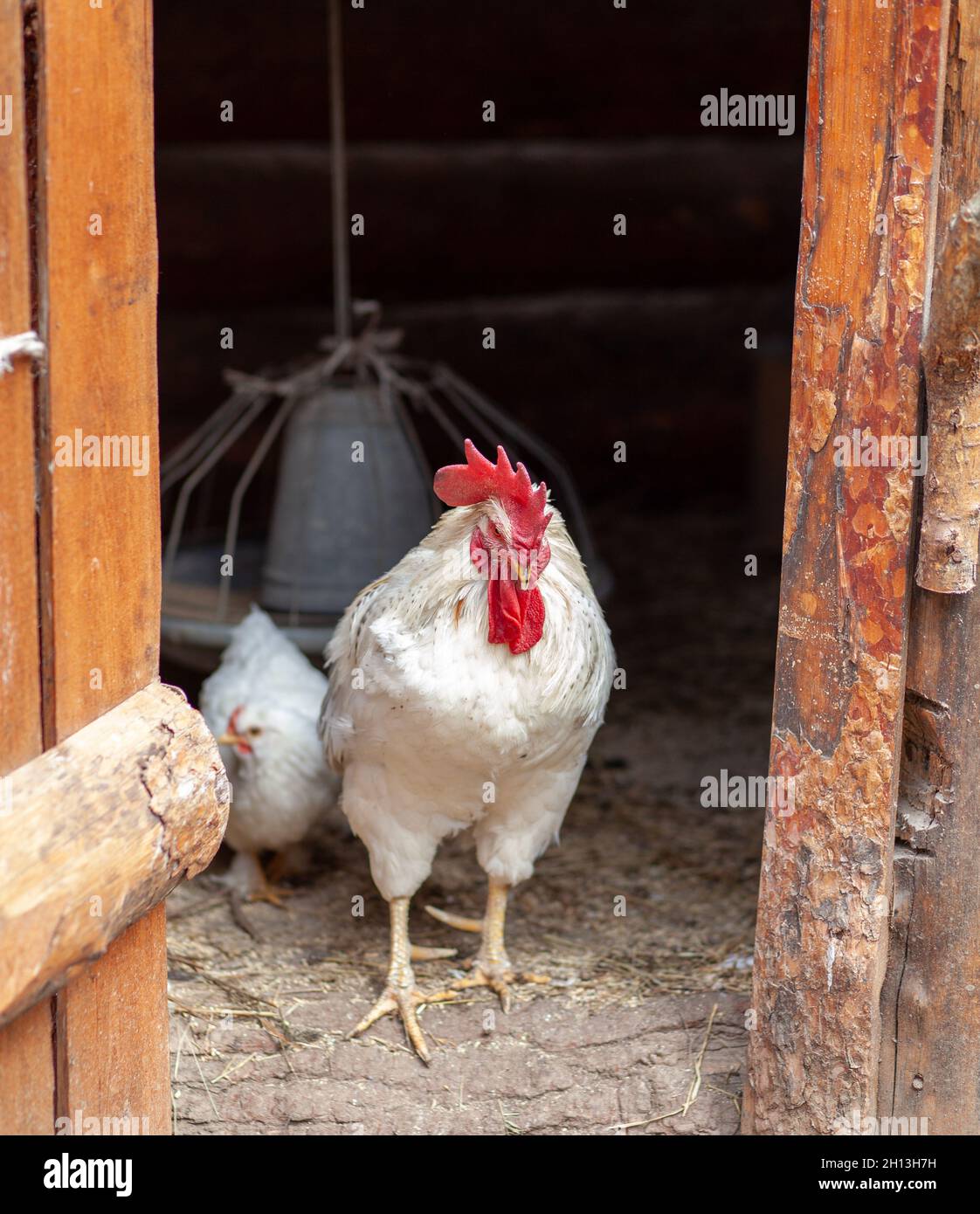 A white rooster with a red crest in a wooden pen. Breeding chickens ...