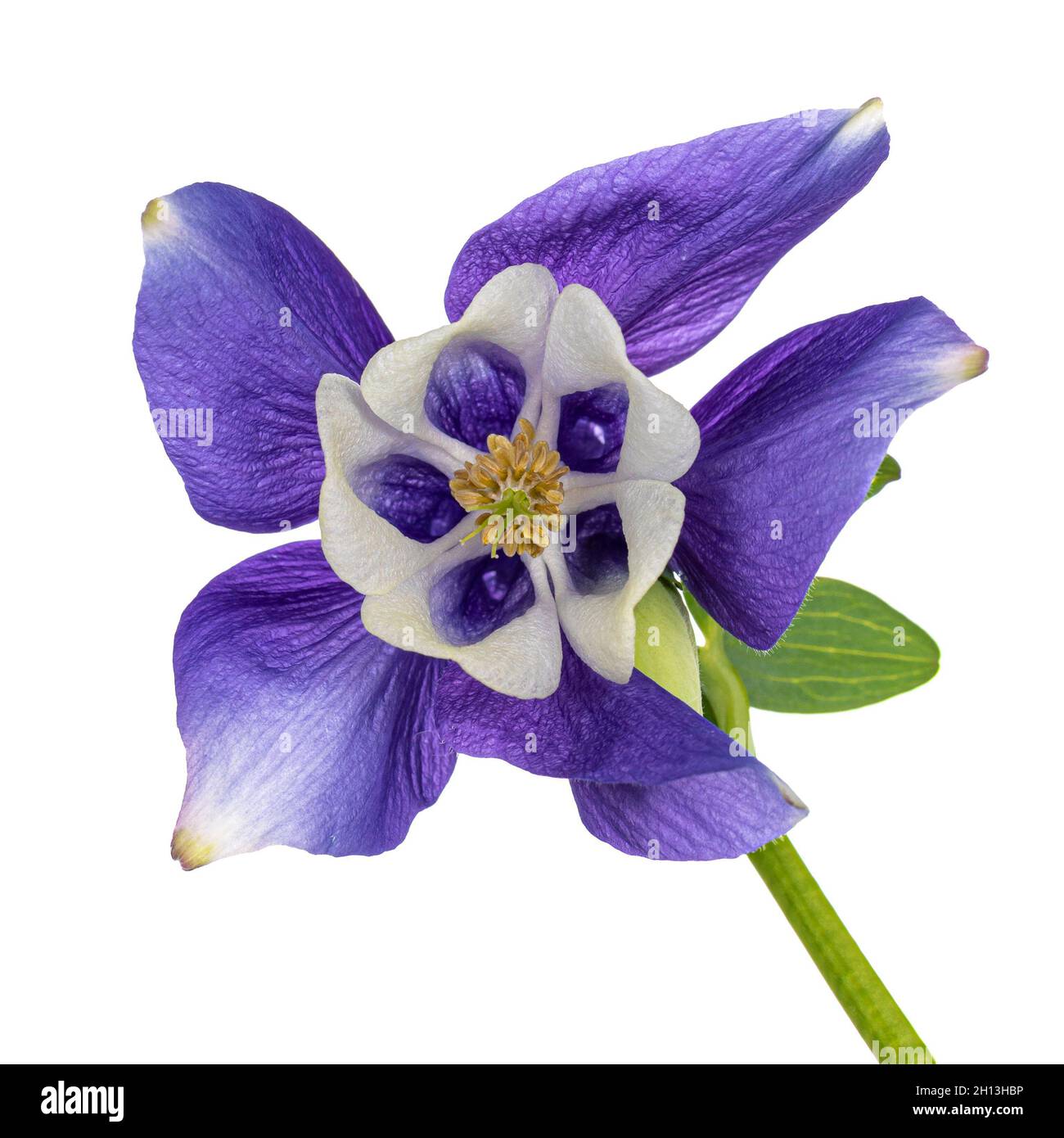 Top view of Columbine flower aka Aquilegia coerulea head. Isolated on a ...
