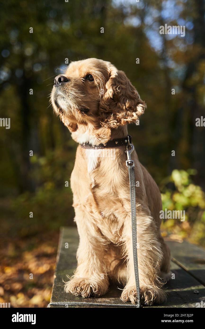 American cocker spaniel sits head hi-res stock photography and images ...