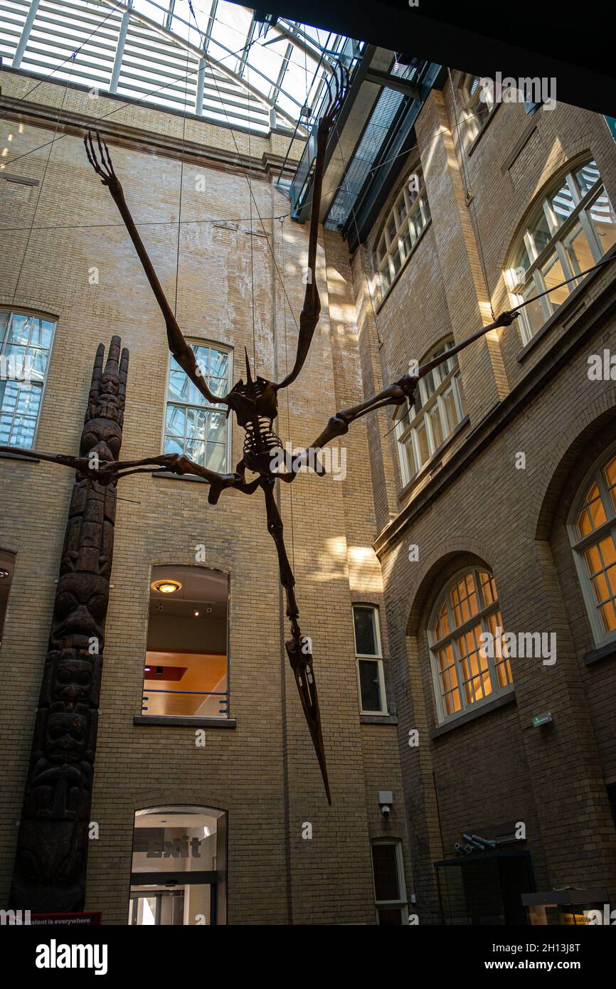 World Museum, Liverpool Stock Photo - Alamy