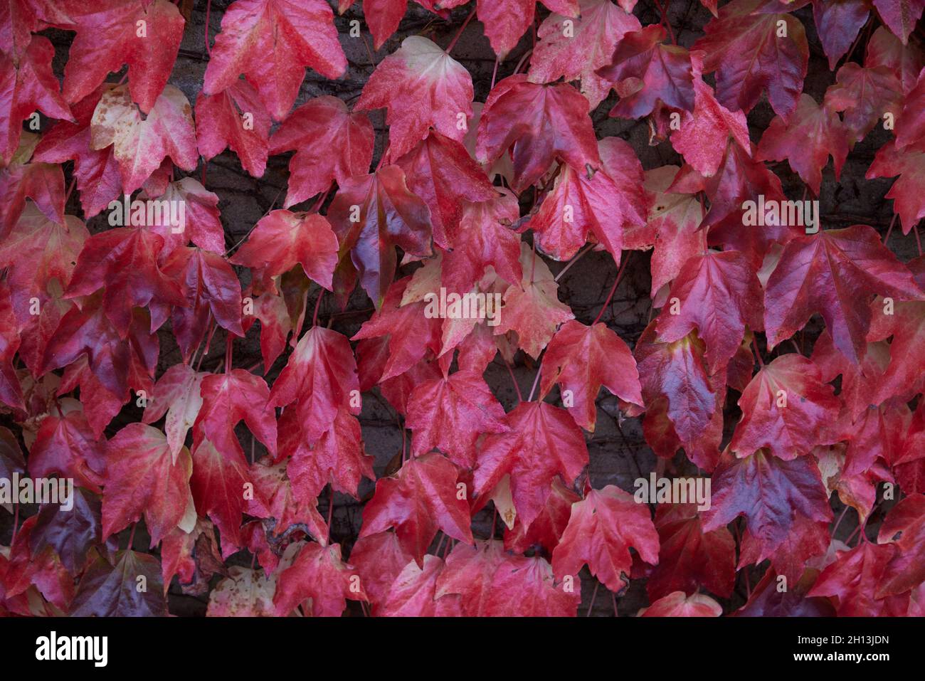Autumn coloured leaves of Boston Ivy in October 2021 Stock Photo - Alamy