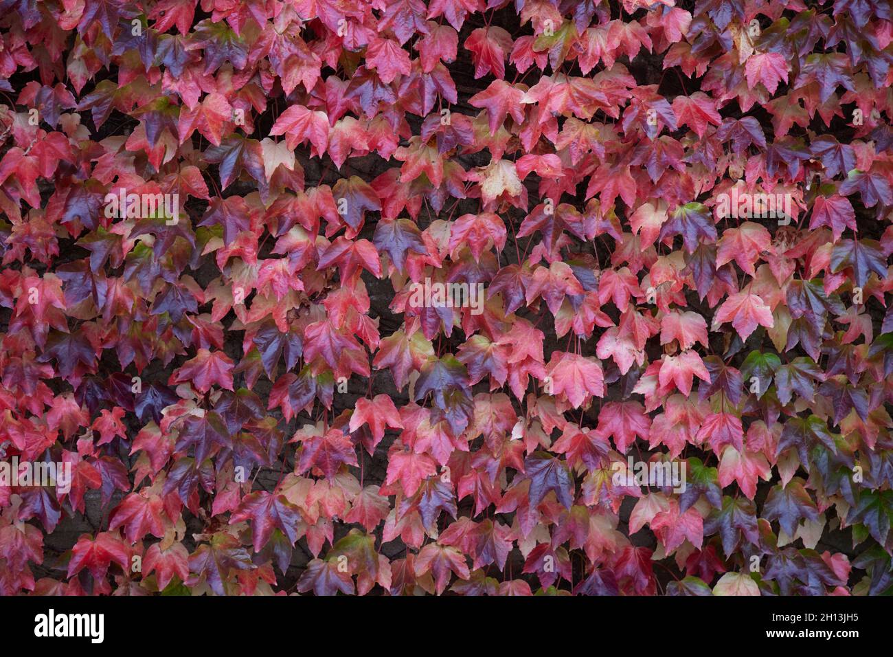 Autumn coloured leaves of Boston Ivy in October 2021 Stock Photo - Alamy