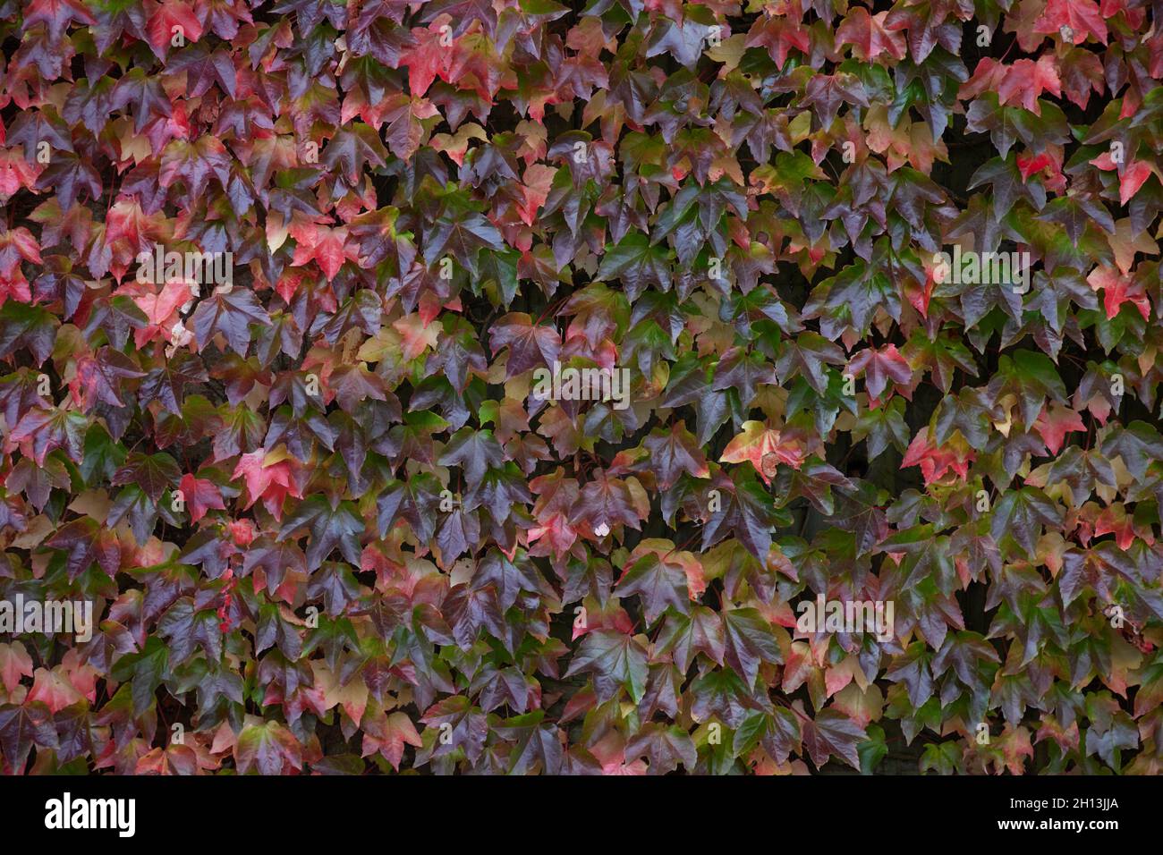 Autumn coloured leaves of Boston Ivy in October 2021 Stock Photo - Alamy