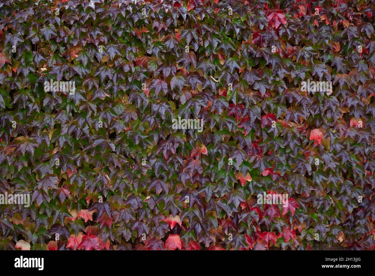 Autumn coloured leaves of Boston Ivy in October 2021 Stock Photo - Alamy