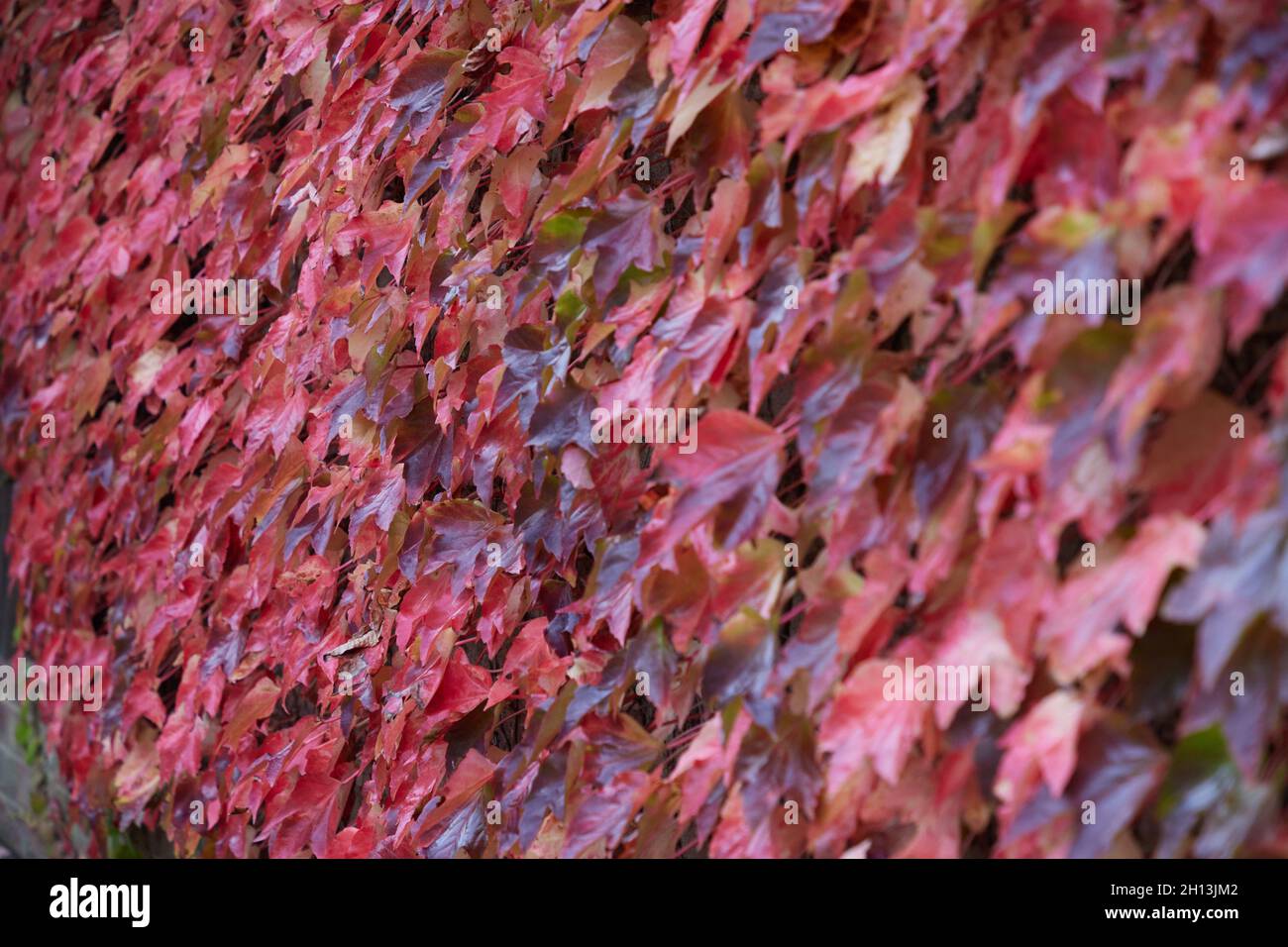 Autumn coloured leaves of Boston Ivy in October 2021 Stock Photo - Alamy