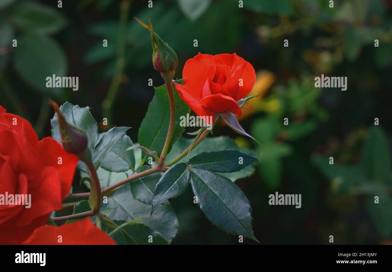 The rose in nature hi-res stock photography and images - Alamy