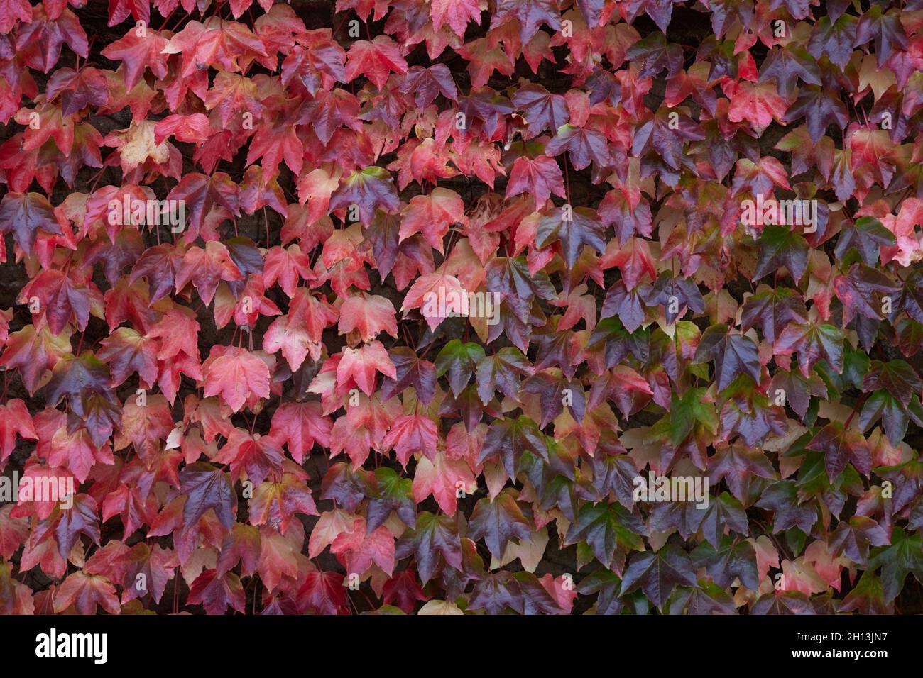 Autumn coloured leaves of Boston Ivy in October 2021 Stock Photo - Alamy