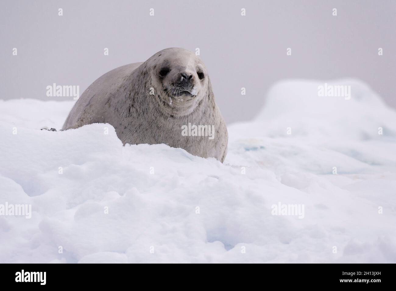 A crabeater seal, Lobodon carcinophaga, resting on the ice looking at ...