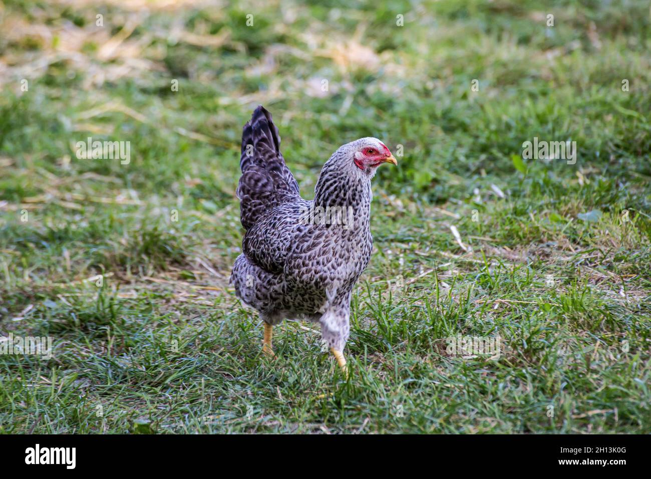Closeup of a hen walking outdoors. Domestic birds Stock Photo - Alamy