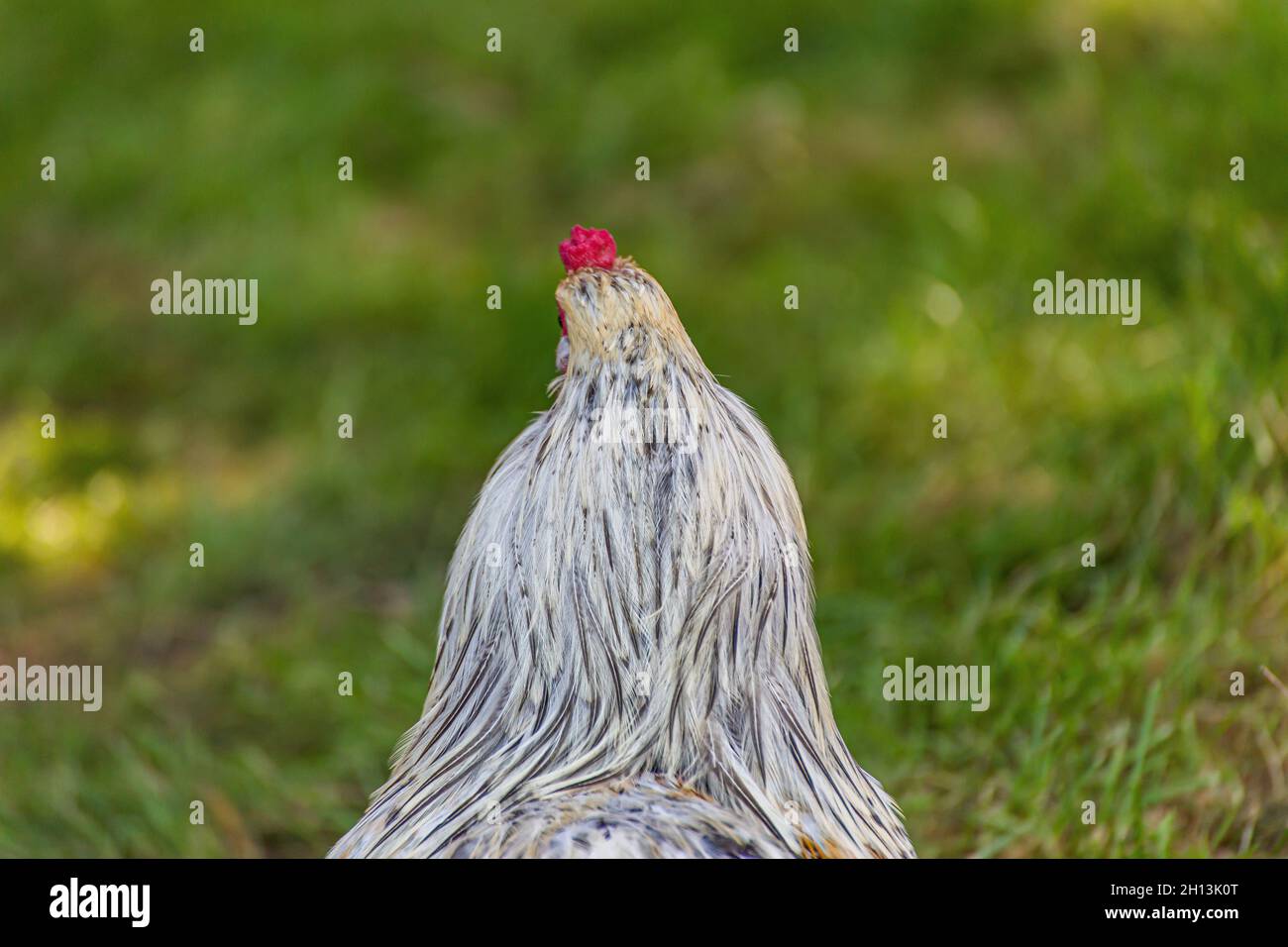 Closeup of a hen's neck. Back view. Domestic birds Stock Photo - Alamy