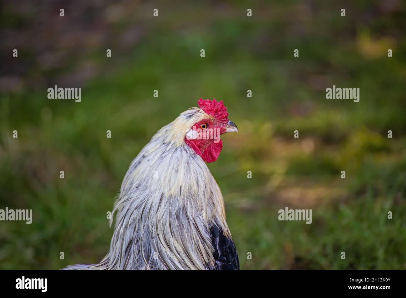 Closeup of a rooster. Domestic birds Stock Photo - Alamy