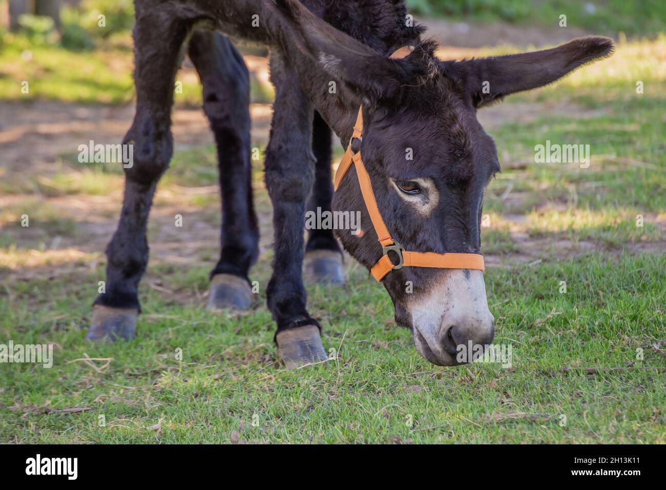 Closeup of a mule. Farm animals Stock Photo - Alamy