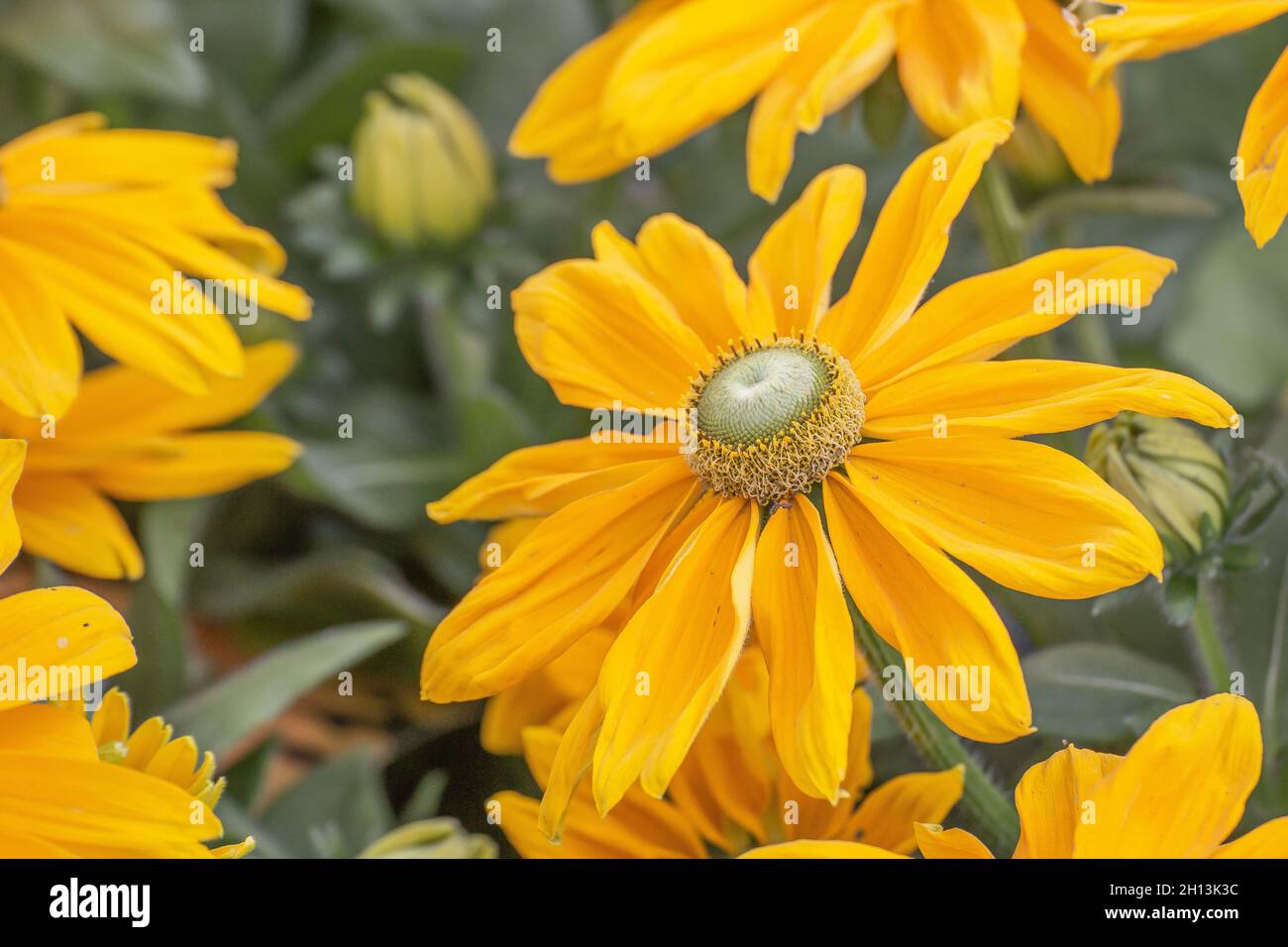 Closeup of Rudbeckia Olivia. Bright yellow coneflowers Stock Photo - Alamy