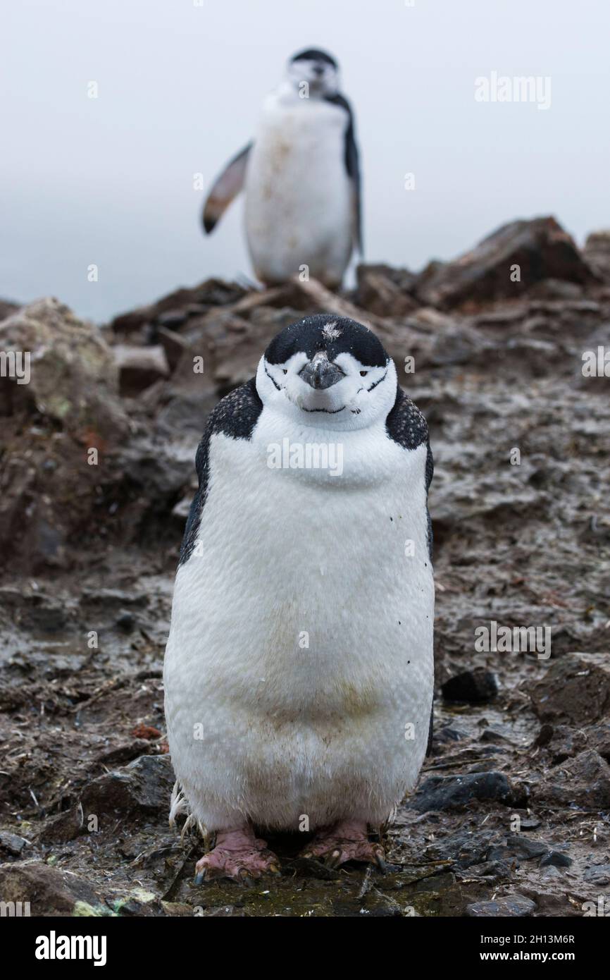 Portrait of a chinstrap penguin, Pygoscelis antarcticus, Half Moon ...