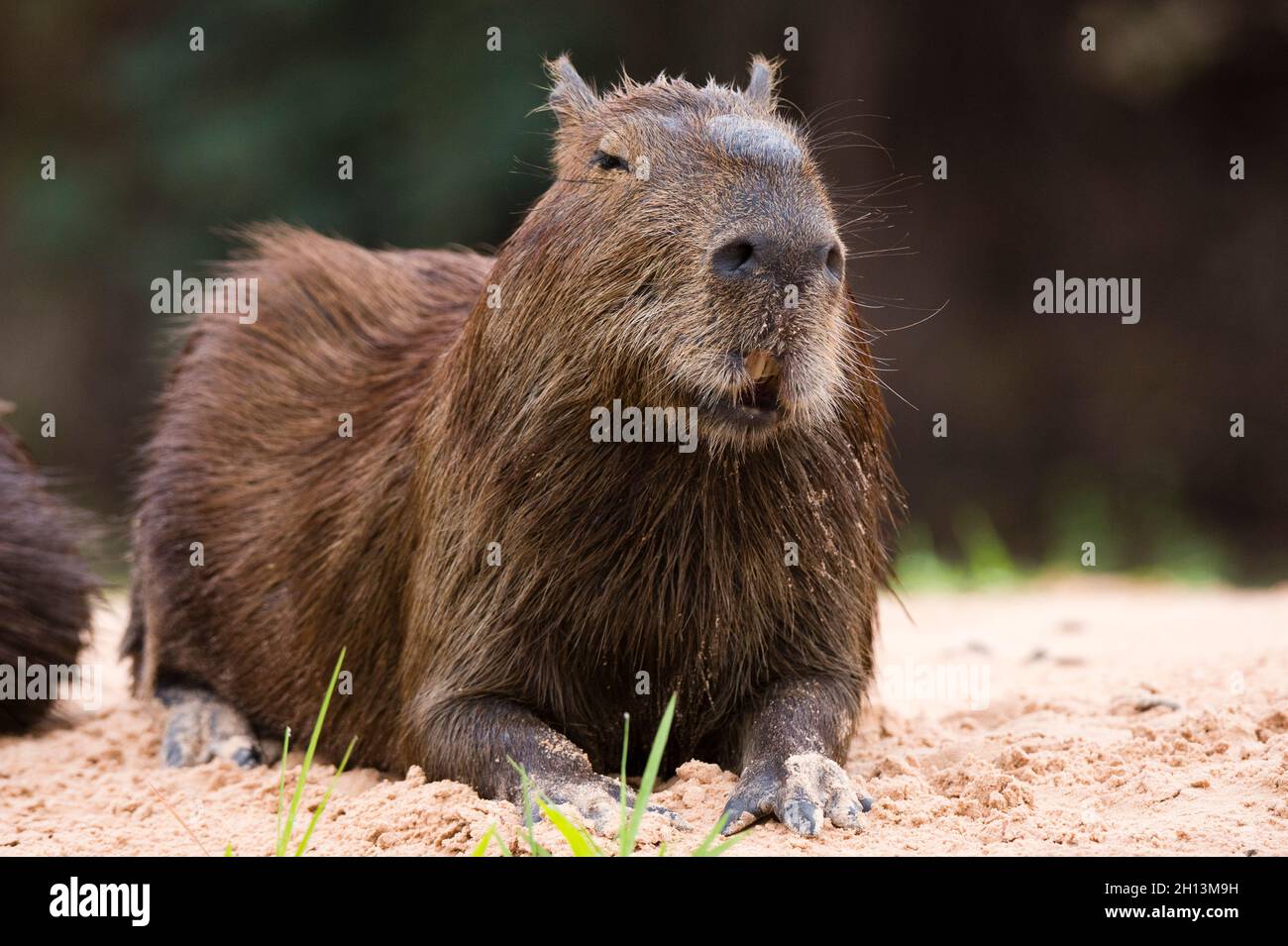 A Capybara, Hydrochaeris hydrochaeris, resting on a riverbank. Mato ... A Capybara, Hydrochaeris hydrochaeris, resting on a riverbank. Mato ...