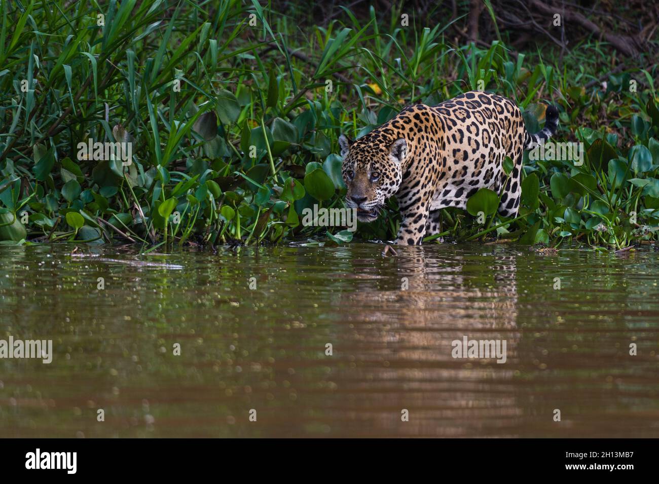 Rainforest and cuiaba river hi-res stock photography and images - Alamy