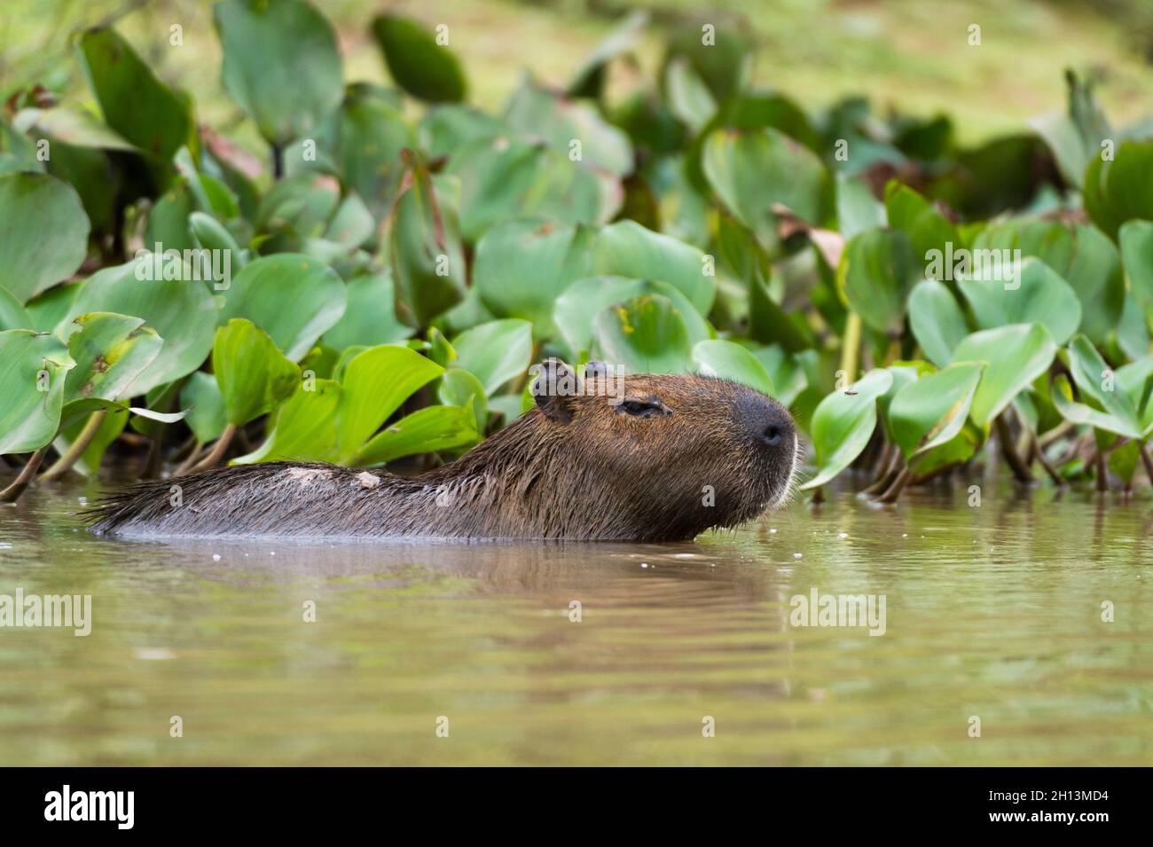 A Capybara, Hydrochaeris hydrochaeris, swimming in the Cuiaba River ...