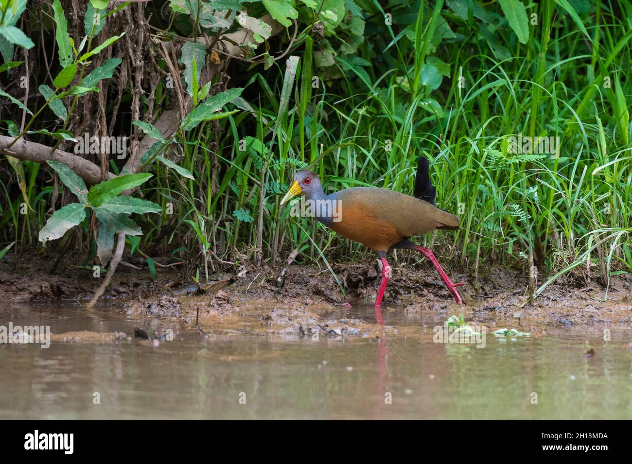 A Grey-necked wood-rail, Aramides cajanea, stands on a riverbank. Mato ...
