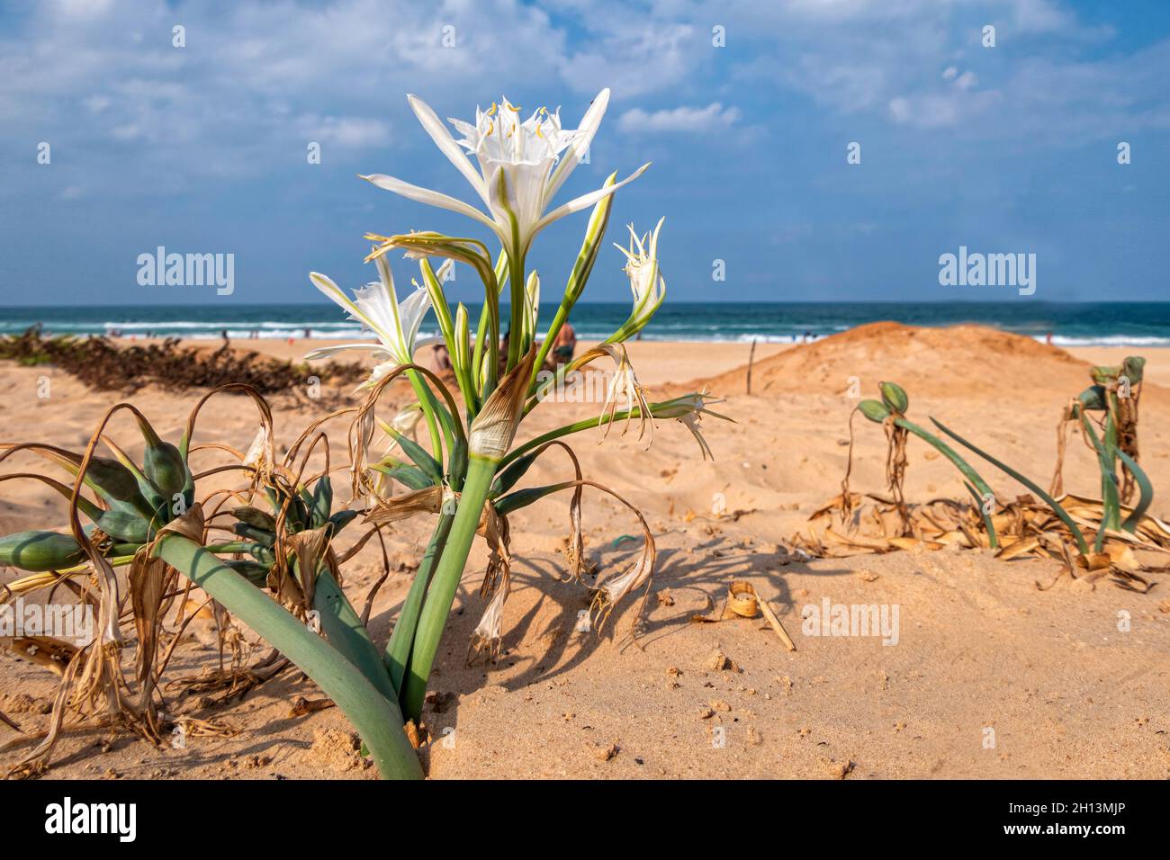 Lily beach hi-res stock photography and images - Alamy