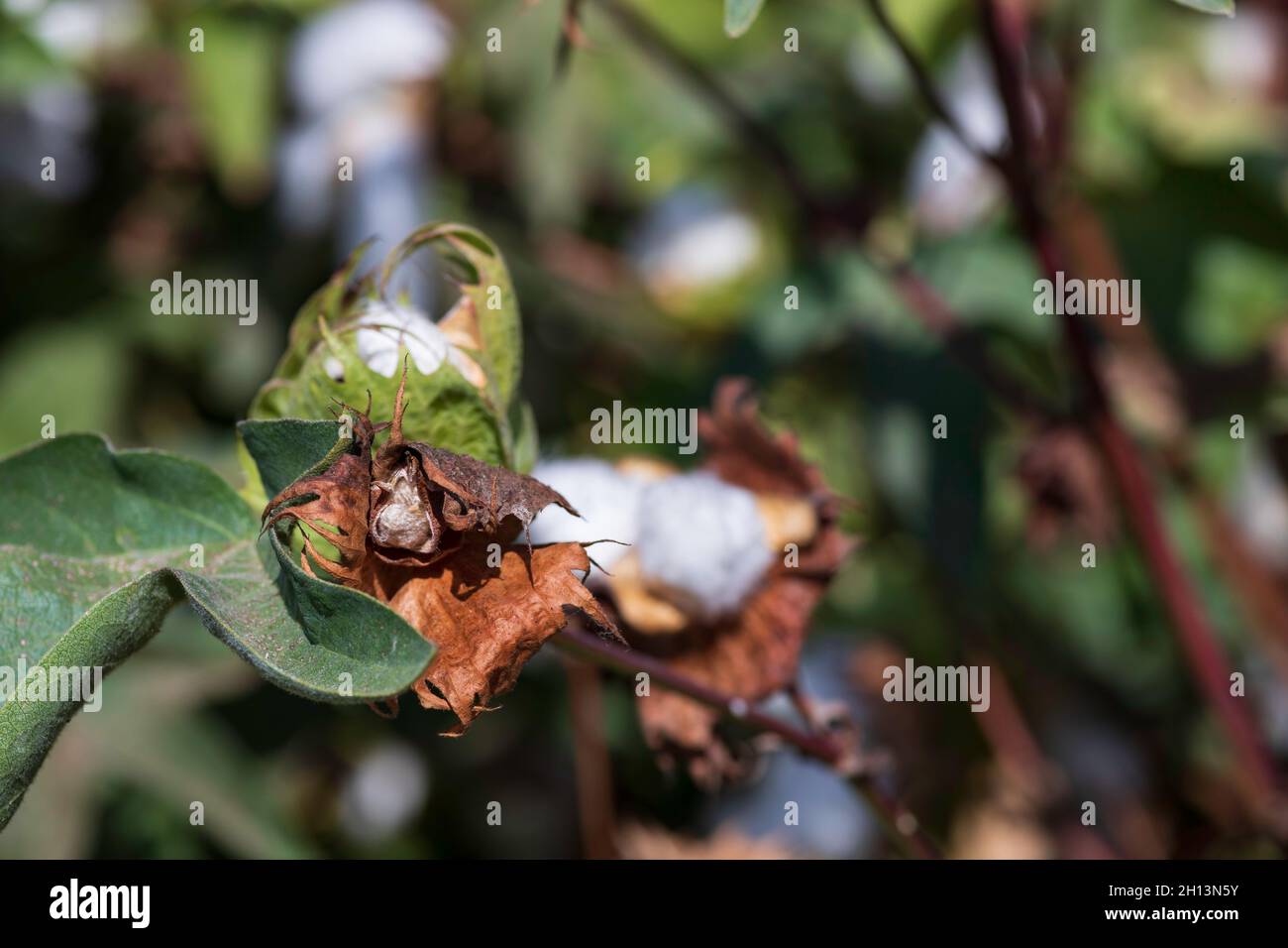 View of an agricultural cotton field. Open boxes of cotton with seeds ...