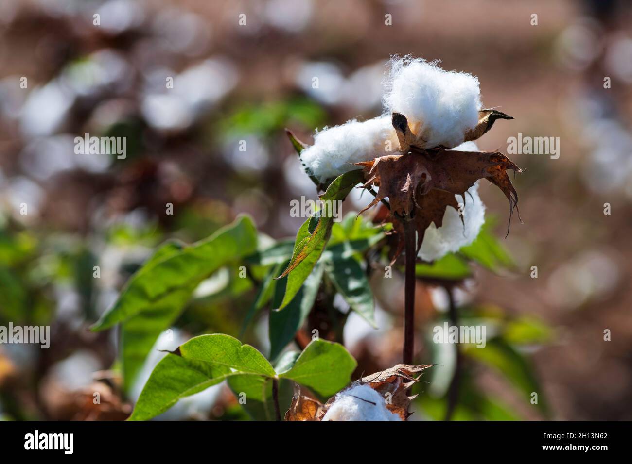 View of an agricultural cotton field. Open boxes of cotton with seeds ...