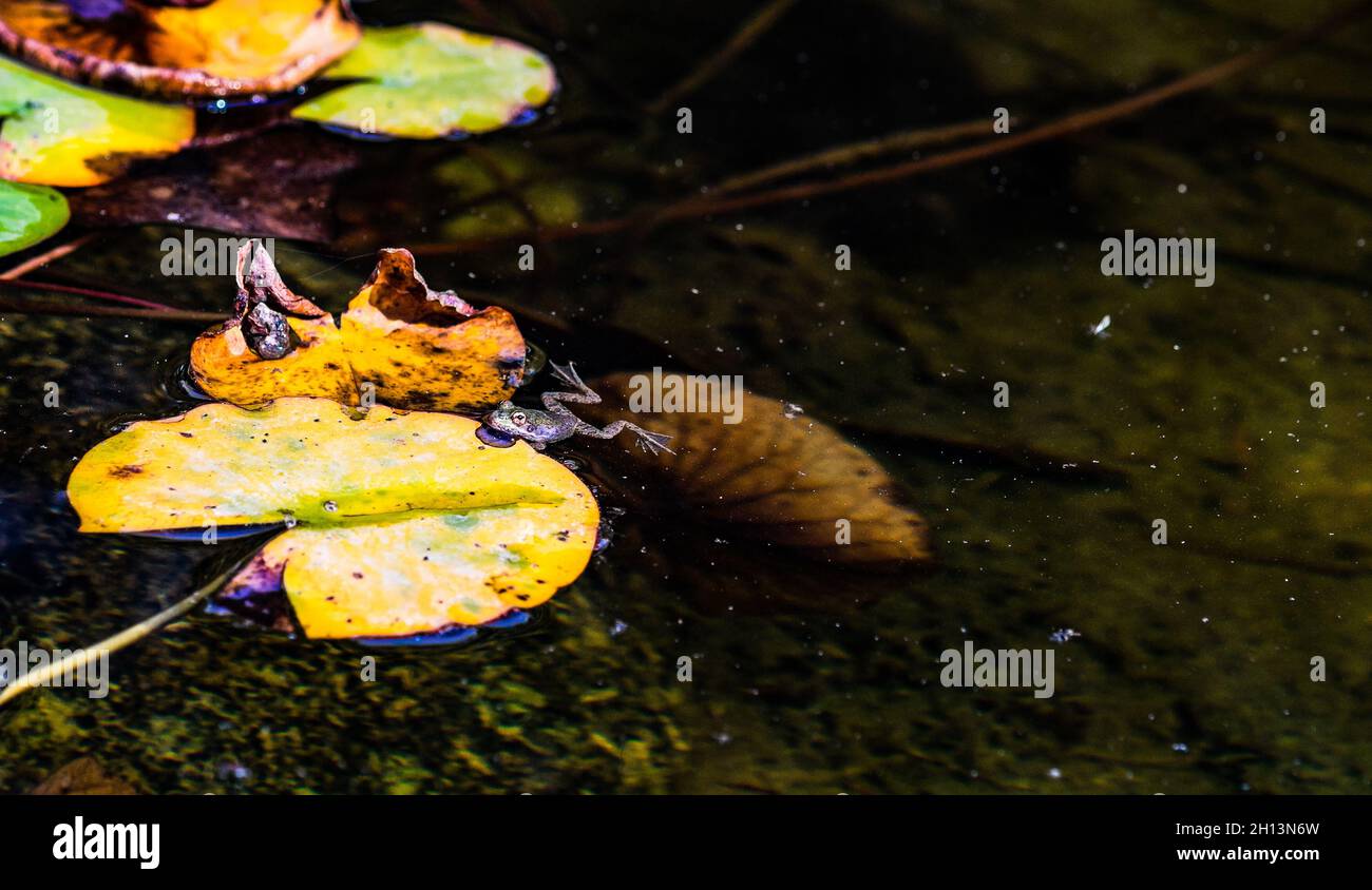 Fat frog hi-res stock photography and images - Alamy