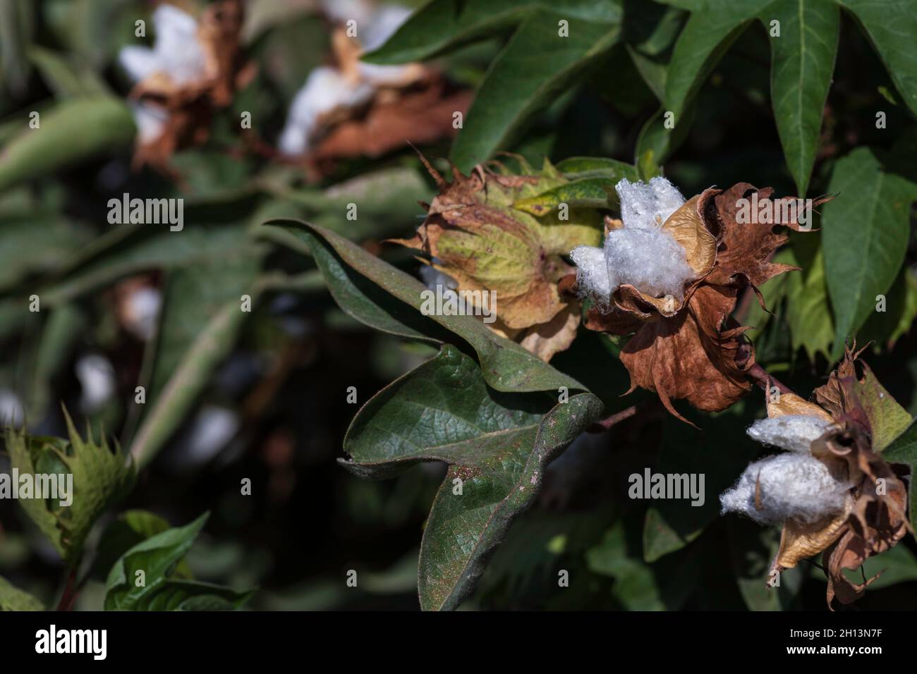 View of an agricultural cotton field. Open boxes of cotton with seeds ...
