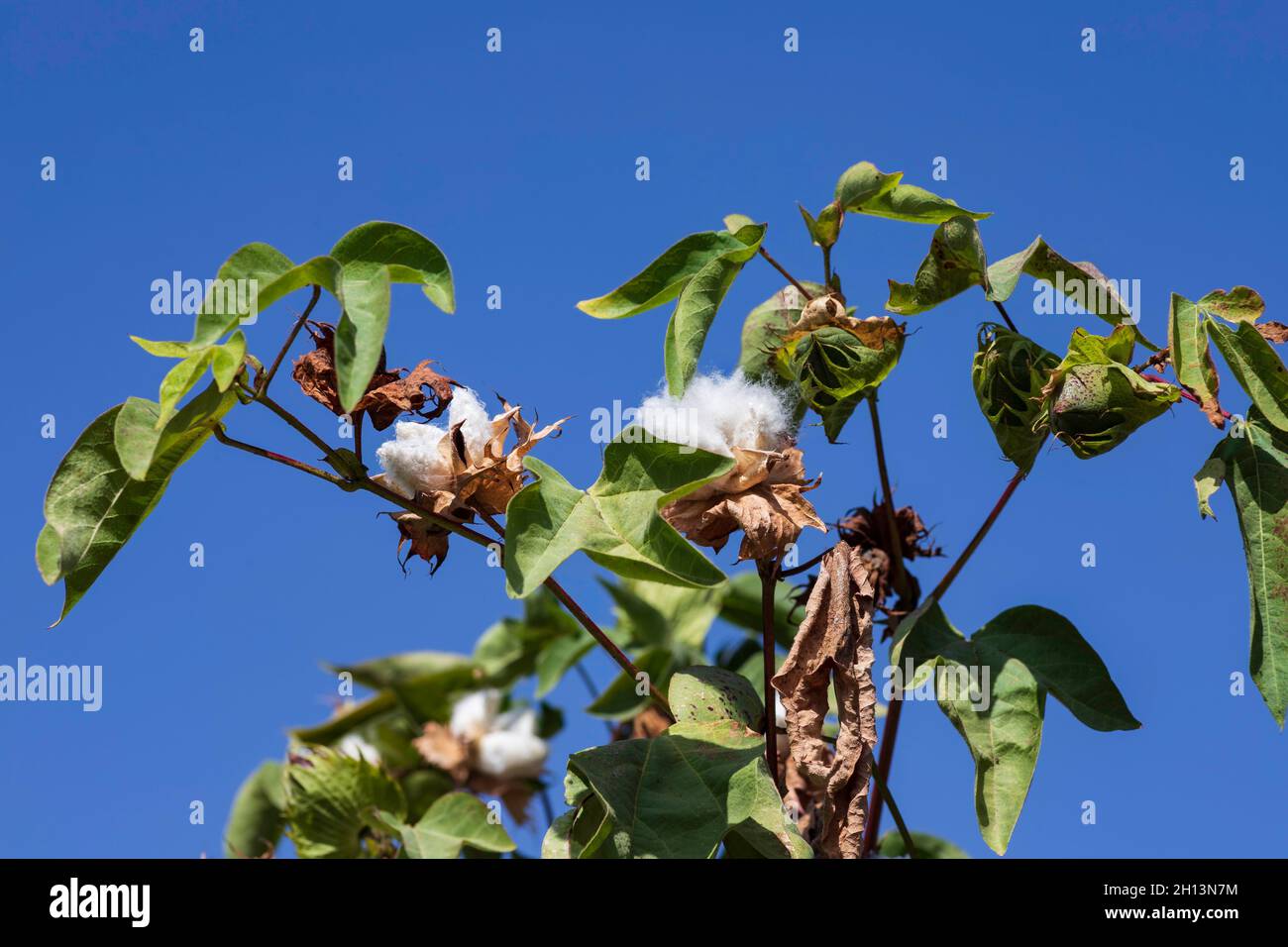 View of an agricultural cotton field. Open boxes of cotton with seeds ...