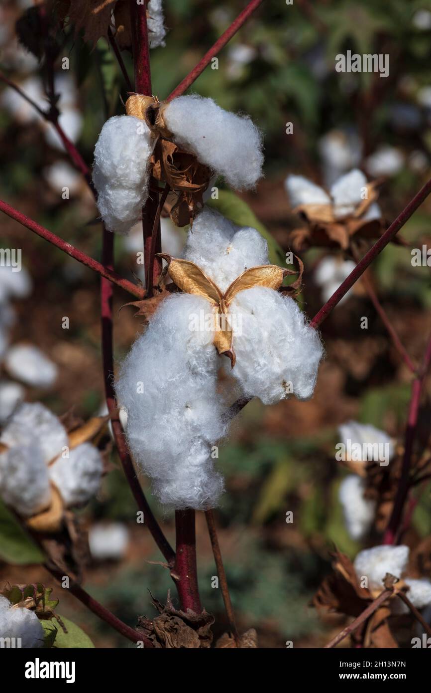 View of an agricultural cotton field. Open boxes of cotton with seeds ...