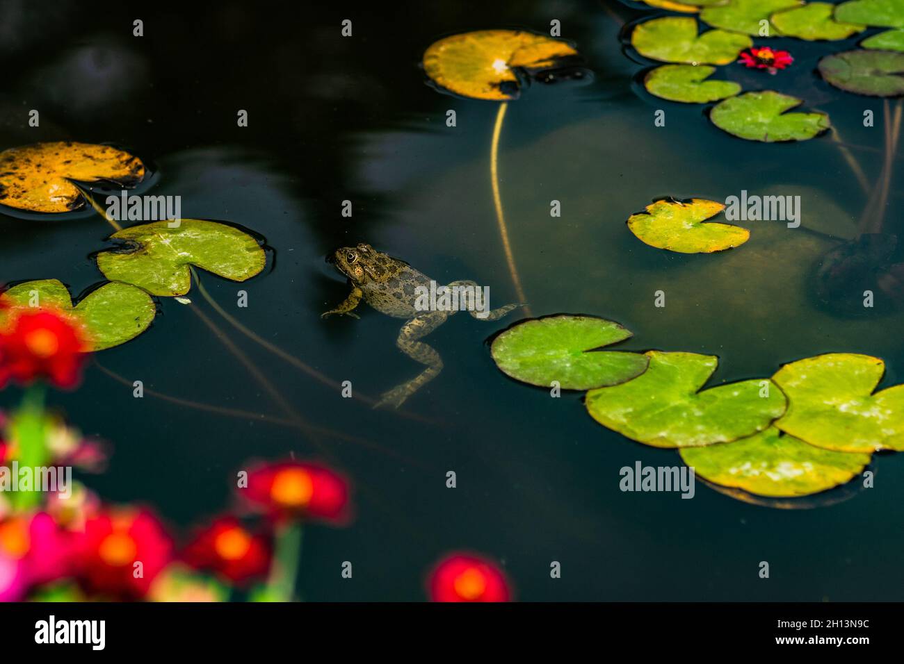 Fat frog hi-res stock photography and images - Alamy