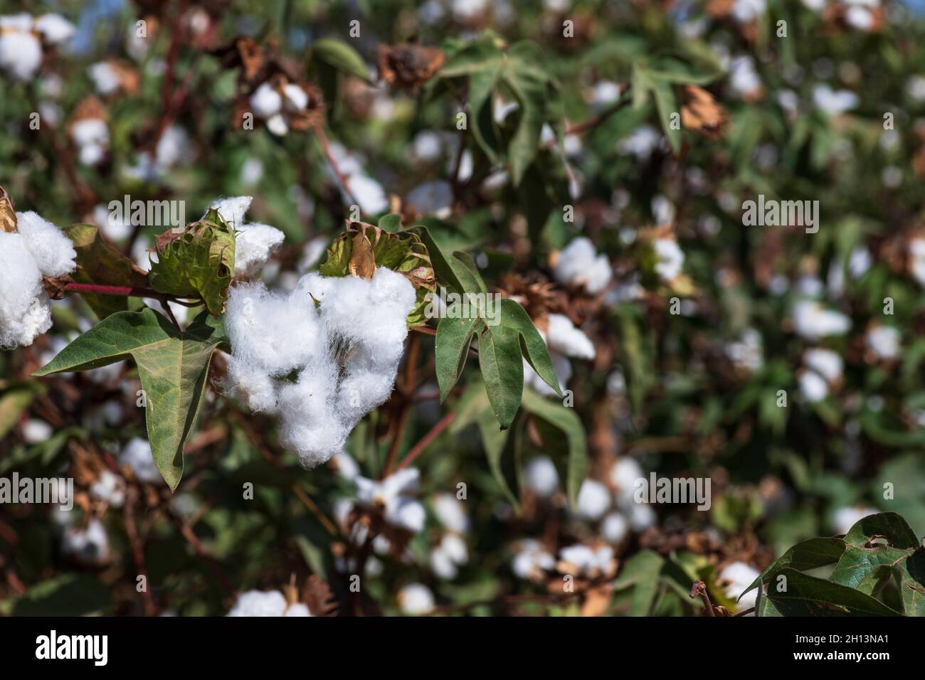View of an agricultural cotton field. Open boxes of cotton with seeds ...