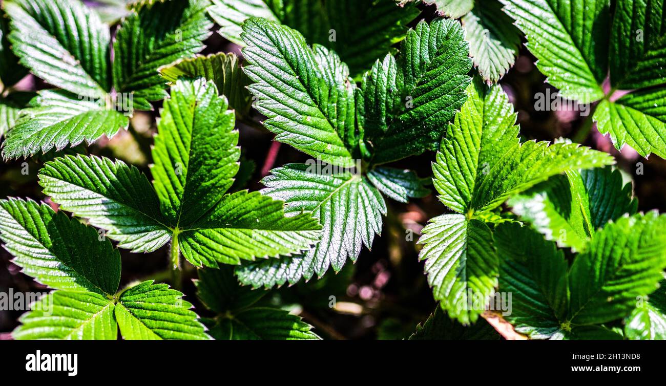Natural summer background with fresh plant leaves Stock Photo - Alamy