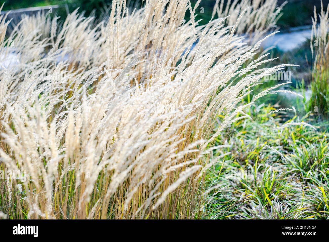 Natural background with dry grass in high mountain Stock Photo - Alamy