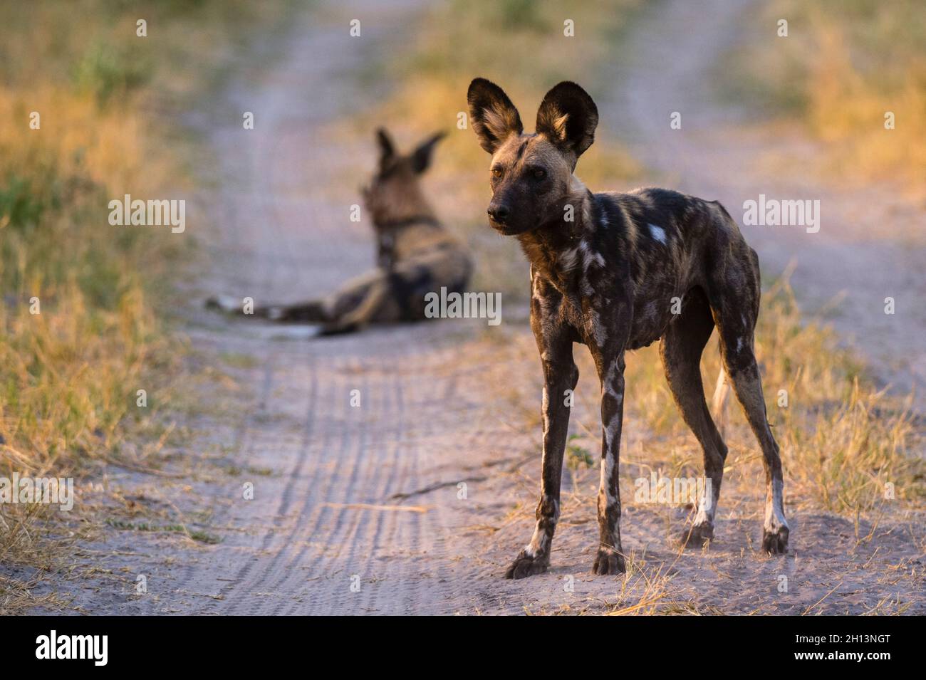 Two African wild dogs, Lycaon pictus, on a dirt road in Chobe National ...