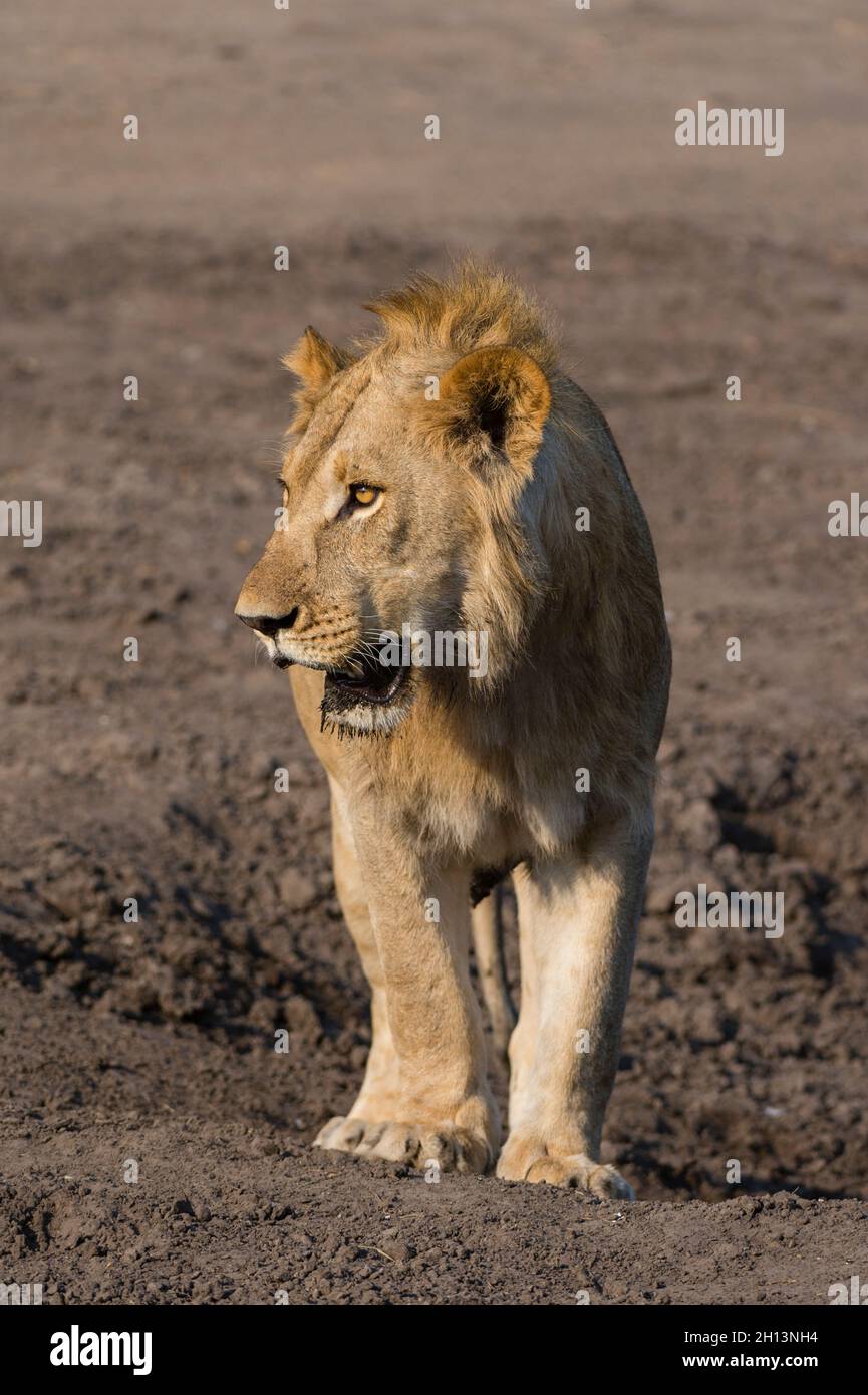 Portrait of a lion, Panthera leo, walking in Chobe National Park's ...
