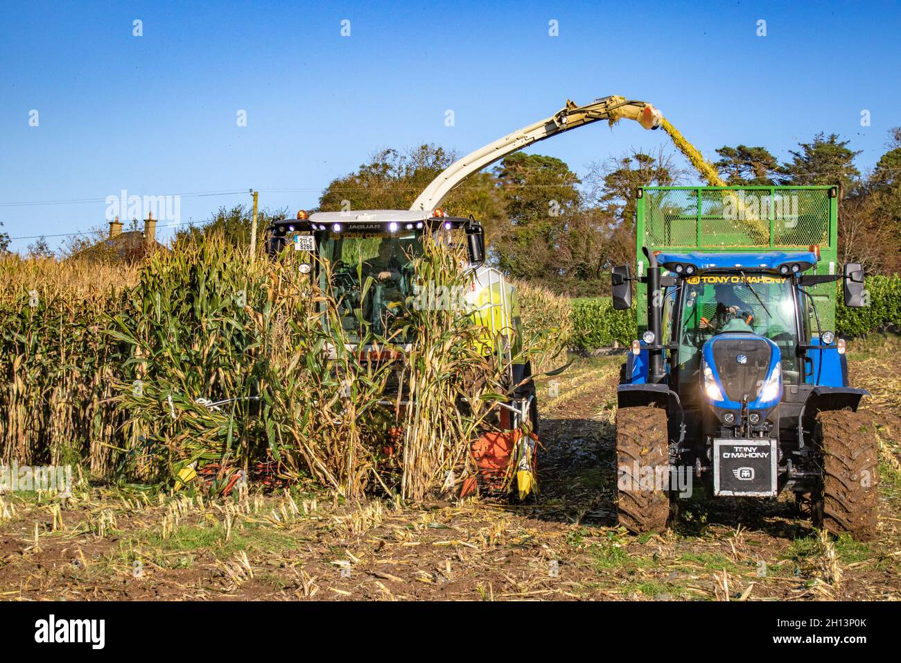 Claas 970 Jaguar harvesting maize Stock Photo - Alamy