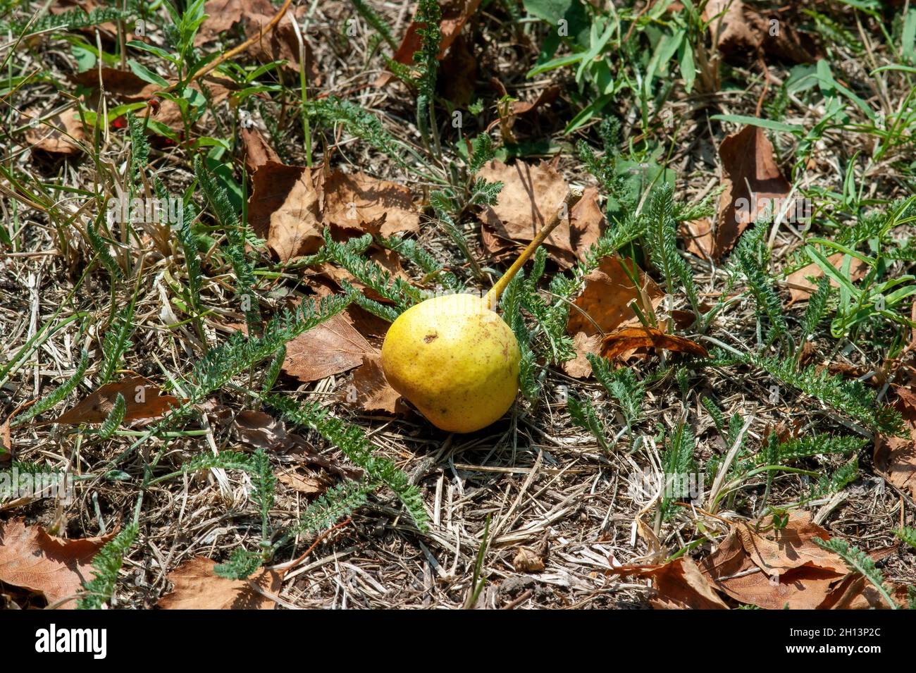 a small pear lies on the ground in the garden, in summer Stock Photo ...