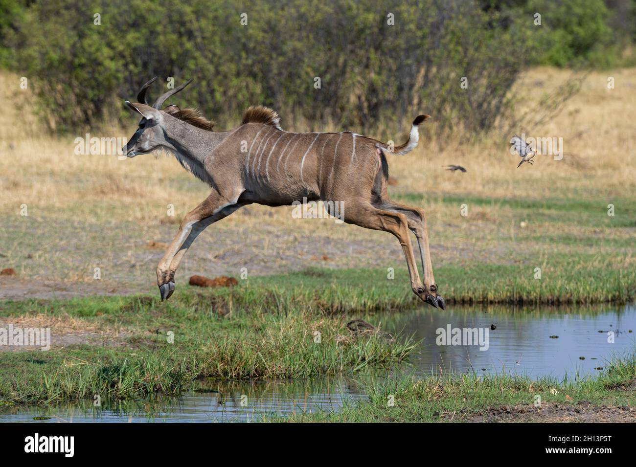 A female greater kudu, Tragelaphus strepsiceros, jumping. Khwai ...