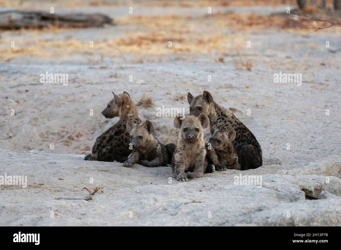 Spotted hyenas cubs, Crocuta crocuta, waiting for the mother outside ...