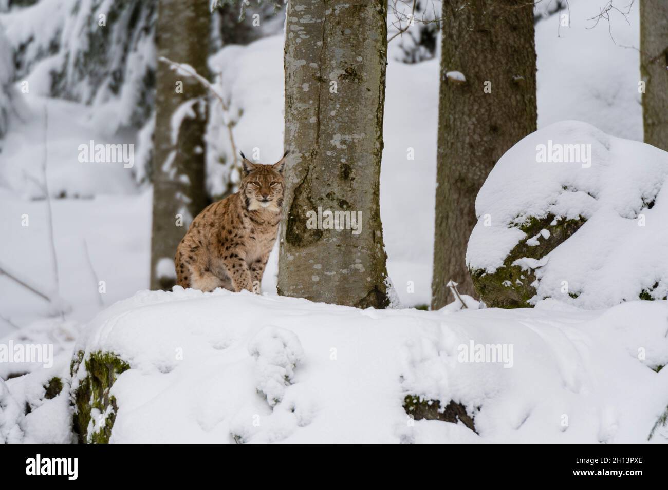A European lynx, Lynx linx, stands on a rock in Bavarian Forest ...