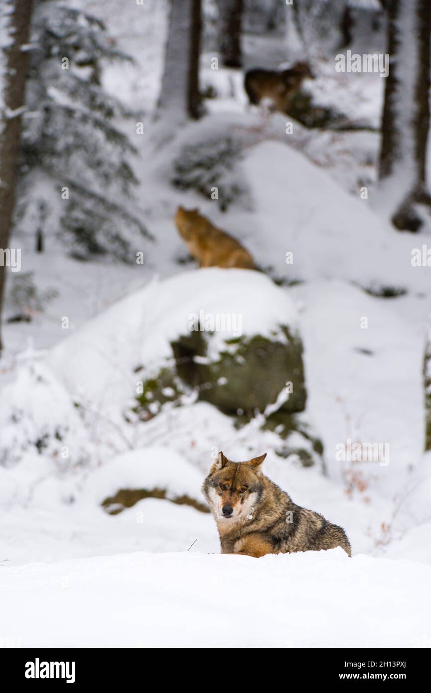 Three gray wolves, Canis lupus, in Bavarian Forest National Park ...
