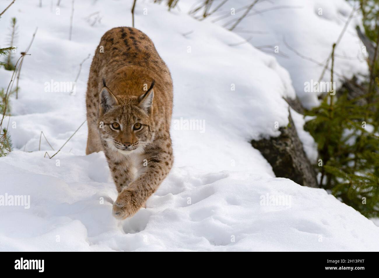 A European lynx, Lynx linx, walking in Bavarian Forest National Park ...