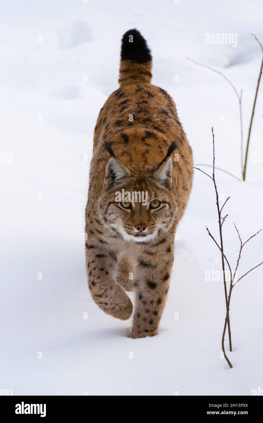 A European lynx, Lynx linx, on the move in Bavarian Forest National ...